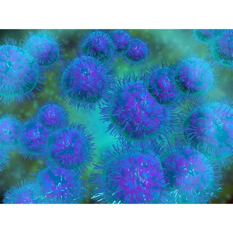 Microscopic View Of Diplococcus Bacterium Poster Print