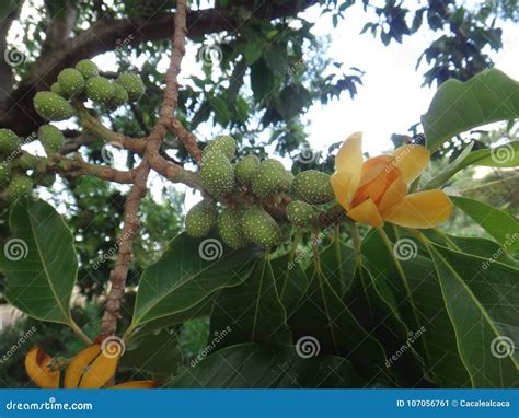 Fruits And Flower Of Champak Tree Stock Image Image Of Champ