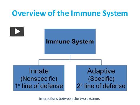 Immune System Presentation Free To Download