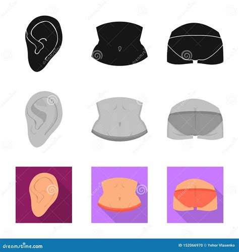Vector Design Of Body And Part Icon Collection Of Body And Anatomy