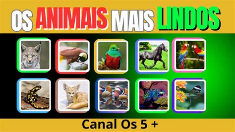 Top Animais Mais Lindos Youtube