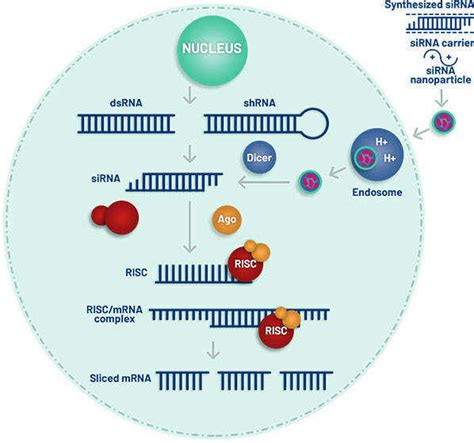 聚焦核酸干扰 Rnai 药物，「圣诺制药」完成7 3亿元人民币d轮融资 36氪