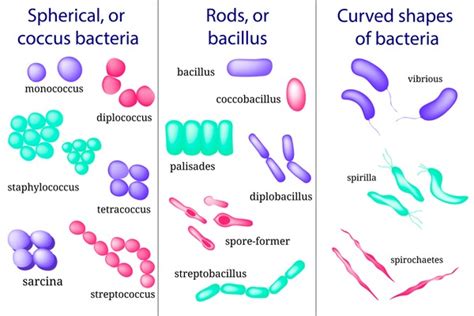 Coccobacillus Vs Rod
