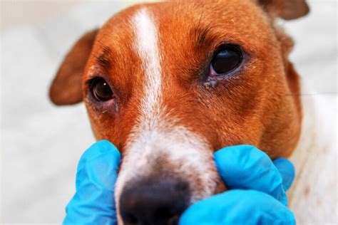 Todo Lo Que Debes Saber Sobre Las Alergias En Perros Y Gatos Causas