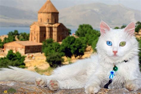 «گربه وان؛ عجیب‌ترین و زیباترین گربه جهان که فقط در شهر وان ترکیه وجود