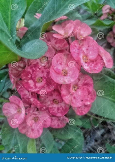 Creative Layout Made of Nature Beautiful Red Flowers Stock Photo - Image of vegetable, shrub ...
