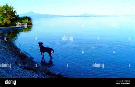 Goodbye To Language 3d Aka Adieu Au Langage 2014 ©kino Lorber