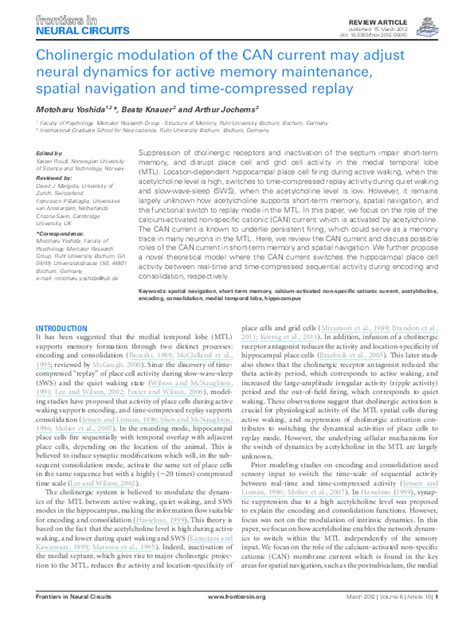 Pdf Cholinergic Modulation Of The Can Current May Adjust Neural