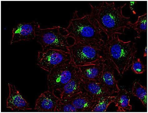 Cd63 Antibody Ma1 19281