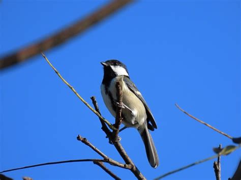 100 Gambar Toket And Alam Gratis Pixabay