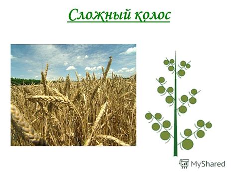 Сложный колос рисунок (57 фото)