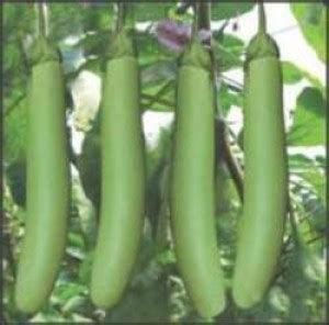 Nodoc Brinjal Green Long Seed Price In India Buy Nodoc Brinjal Green
