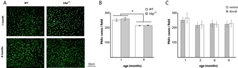 Cone Densities In Irbp And Wt Mice A Images 400 Of Cones From