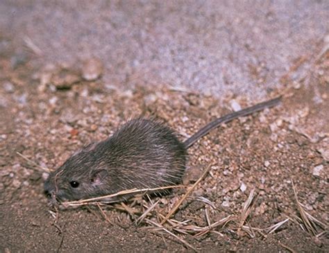 Long Tailed Field Mouse Life Expectancy
