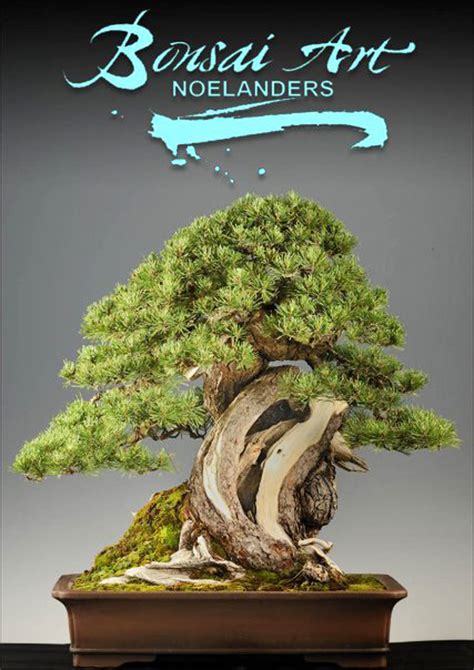 A Full Grown Man Sitting In A Bonsai Tree Bonsai Bark