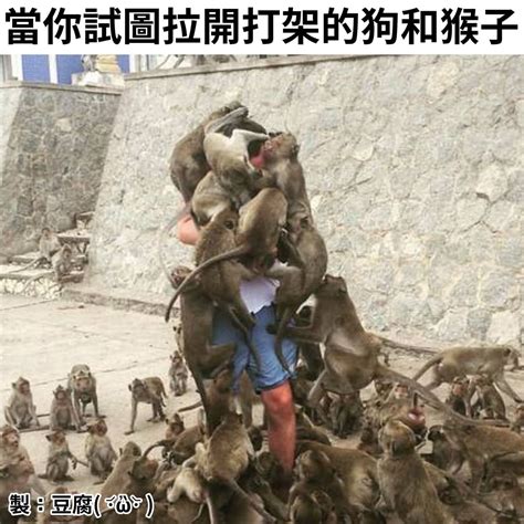 歷史梗圖 哪裡來的猴子 豆腐 ･᷄ὢ･᷅ Tofutaiwanese Dcard