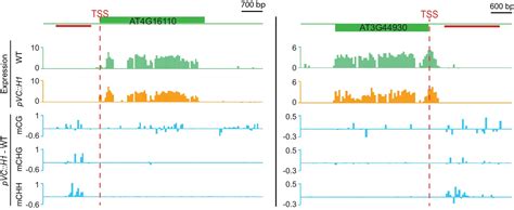 Figures And Data In Natural Depletion Of Histone H1 In Sex Cells Causes