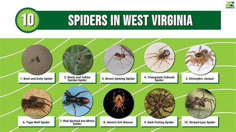 The 26 Most Common Spiders Found In West Virginia Nature Blog Network