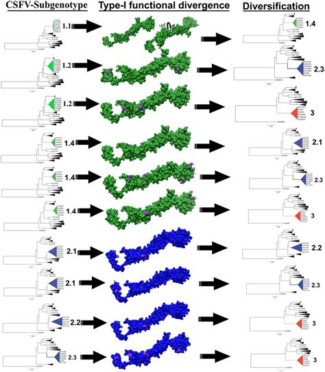 Mapping Of Functional Divergence Sites On The Three Dimensional Download Scientific Diagram