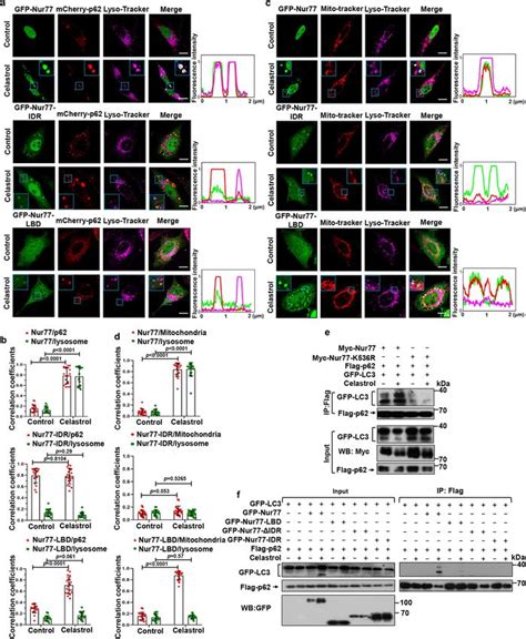 phase separation of nur77 mediates celastrol induced mitophagy by