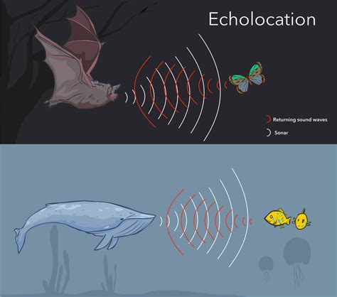 Crazy Experiment Shows Humans Can Learn To Echolocate Like Bats