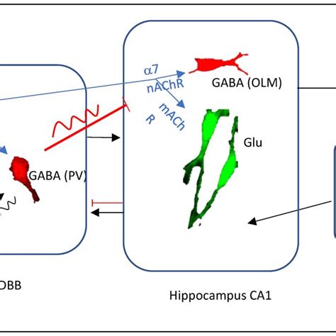 Cholinergic Regulation Of Hippocampal Theta Oscillations Hippocampal