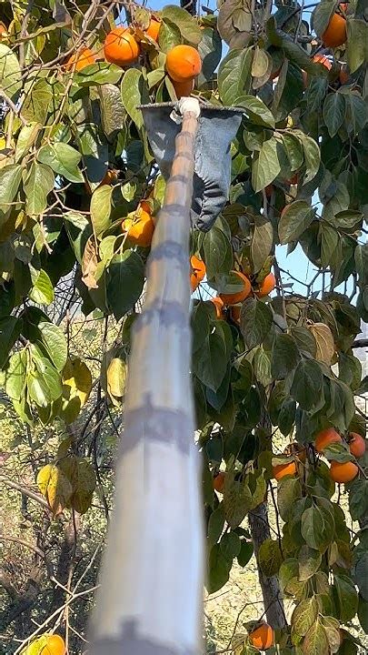 собираем хурму и мандарины ხურმა და მანდარინი დავკრიფეთ Youtube