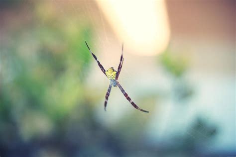 Four Legged Spider By Deborizs On Deviantart