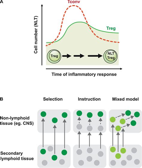 Foxp3 Regulatory T Cells In The Central Nervous System And Other