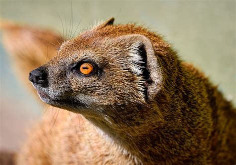 Mongoose Yellow Red Free Photo On Pixabay Pixabay
