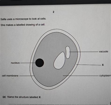 Solved Safia Uses A Microscope To Look At Cells She Makes A Labelled Drawing Of A Cell E
