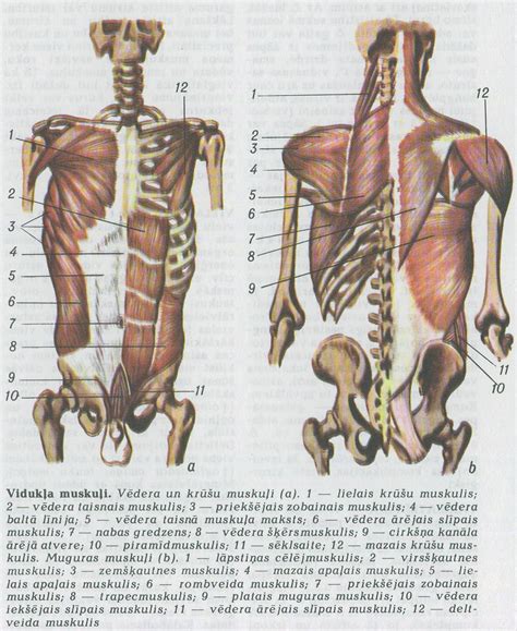 rumpja muskuļi | Medicīnas termins