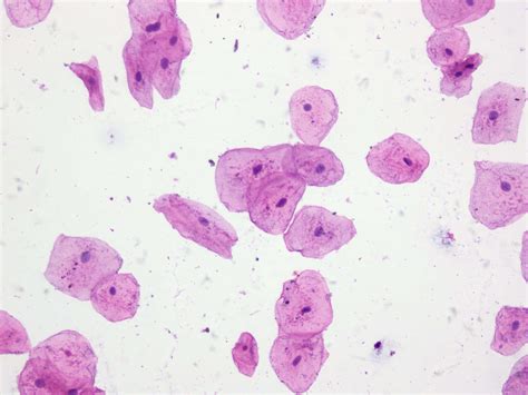 Animal Cell Labeled Under Microscope Labeled Animal Cell Under Porn