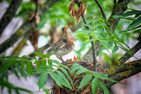 Quetzal Características Alimentación Hábitat Reproducción