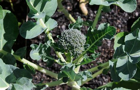 Plant Broccoli From Seeds Best Growing Techniques Gardenings Core
