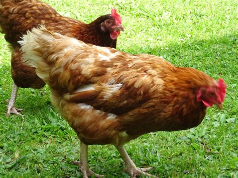Chickens Guide Omlet UK