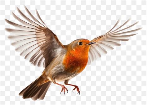 Flying Robin Images Free Photos Png Stickers Wallpapers And Backgrounds Rawpixel