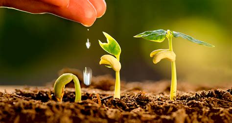 Fuentes De Estrés En Las Plantas El Blog De Fagro Artículos Y