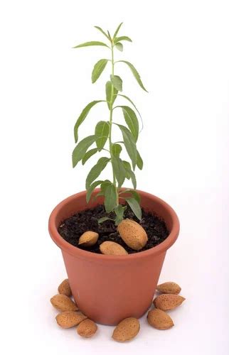 Small Badam Plant At Rs 55plant Almond Plant In Jabalpur Id
