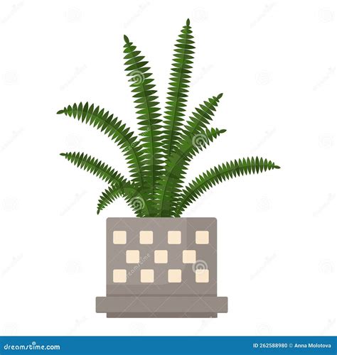 Plant Nephrolepis Cartoon Vector 262588999