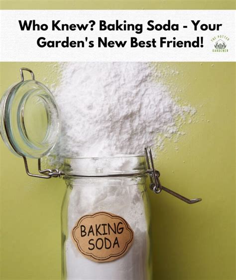 Baking Soda Uses In The Garden The Potted Gardener