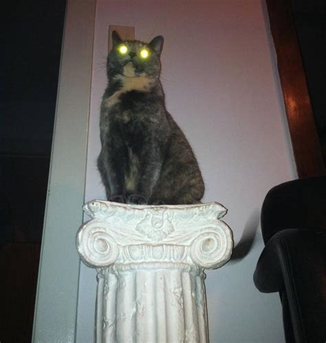 Youre Putting The Pussy On A Pedestal Pics