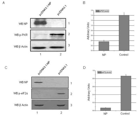Hek293t Cells Were Transfected With Np Expressing Plasmid Pcdna31 Np