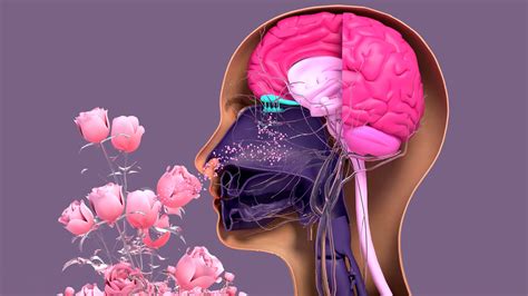 Olfactory System Sensory System Used For Smelling Olfaction Se The