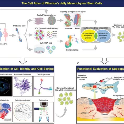 Scheme A Single‐cell Transcriptome Combined With Spatial Download Scientific Diagram