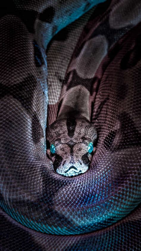 Top 10 Deadliest Snakes In The World