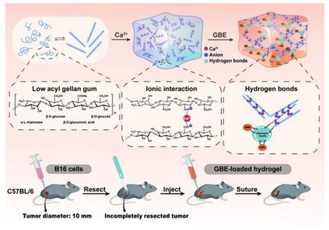 Golden Buckwheat Extractloaded Injectable Hydrogel For Efficient Postsurgical Prevention Of
