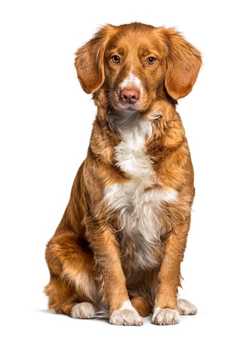 About Us Neigh Barks