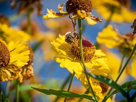 Abeille Fleur Insecte Photo Gratuite Sur Pixabay Pixabay