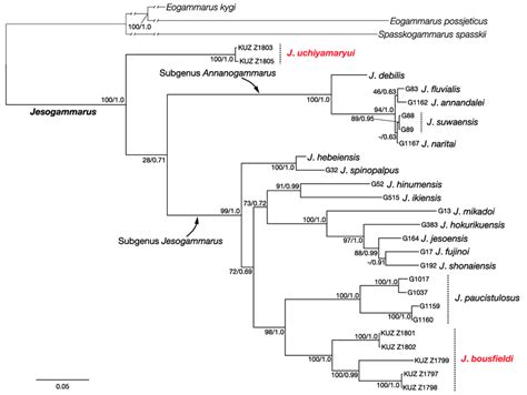 Bayesian Inference Tree For 1 499 Bp Of Nuclear 28S RRNA And